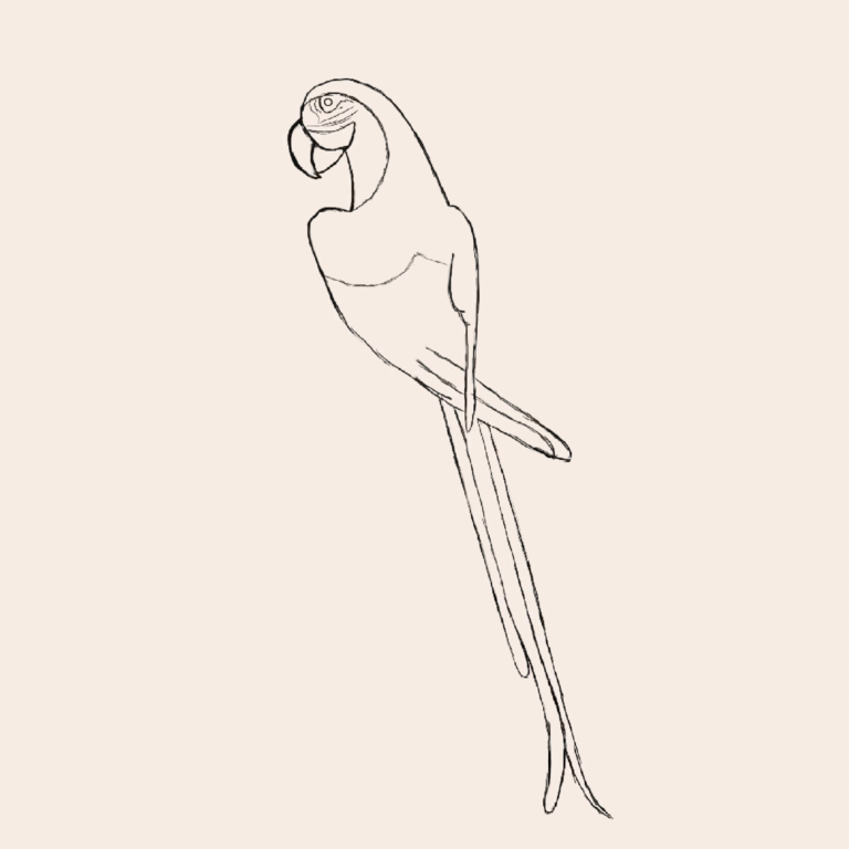 Parrot Sketch using Basic Drawing Shapes