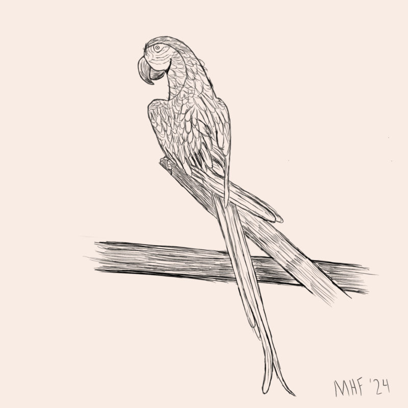 Parrot Sketch using Basic Drawing Shapes