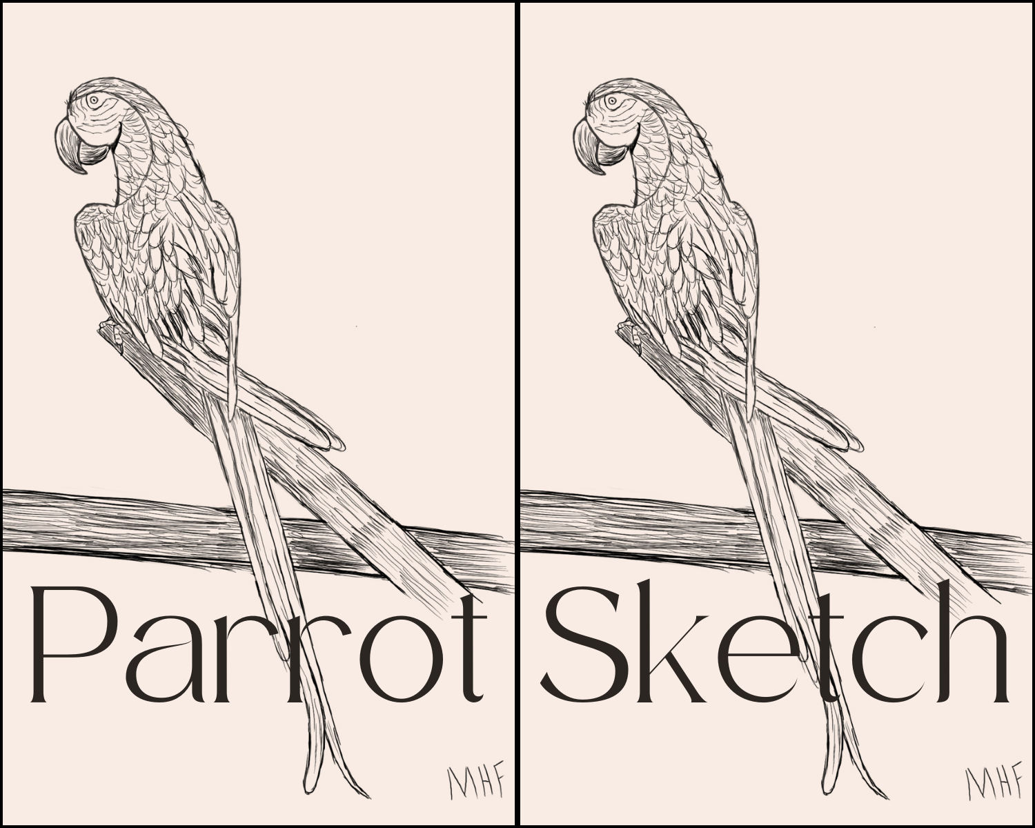 Parrot Sketch using Basic Drawing Shapes