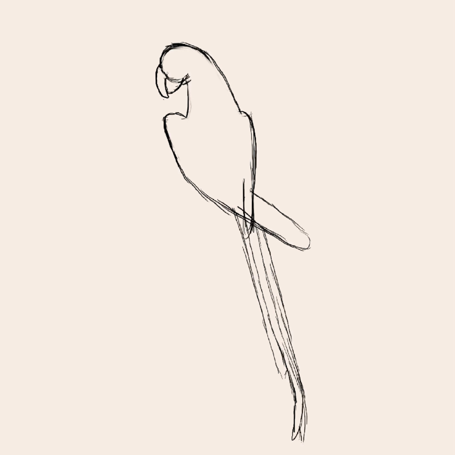 Parrot Sketch using Basic Drawing Shapes