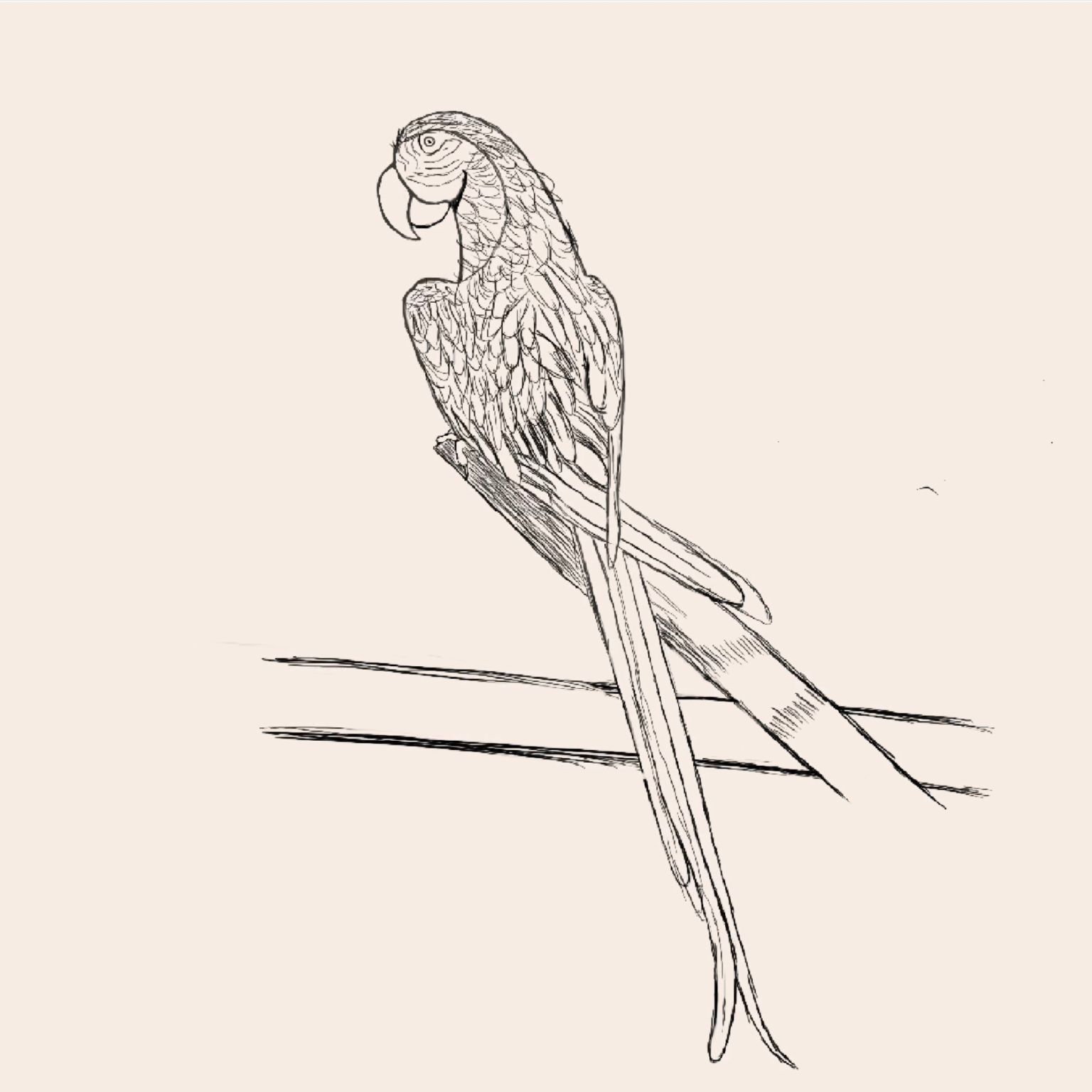 Parrot Sketch using Basic Drawing Shapes