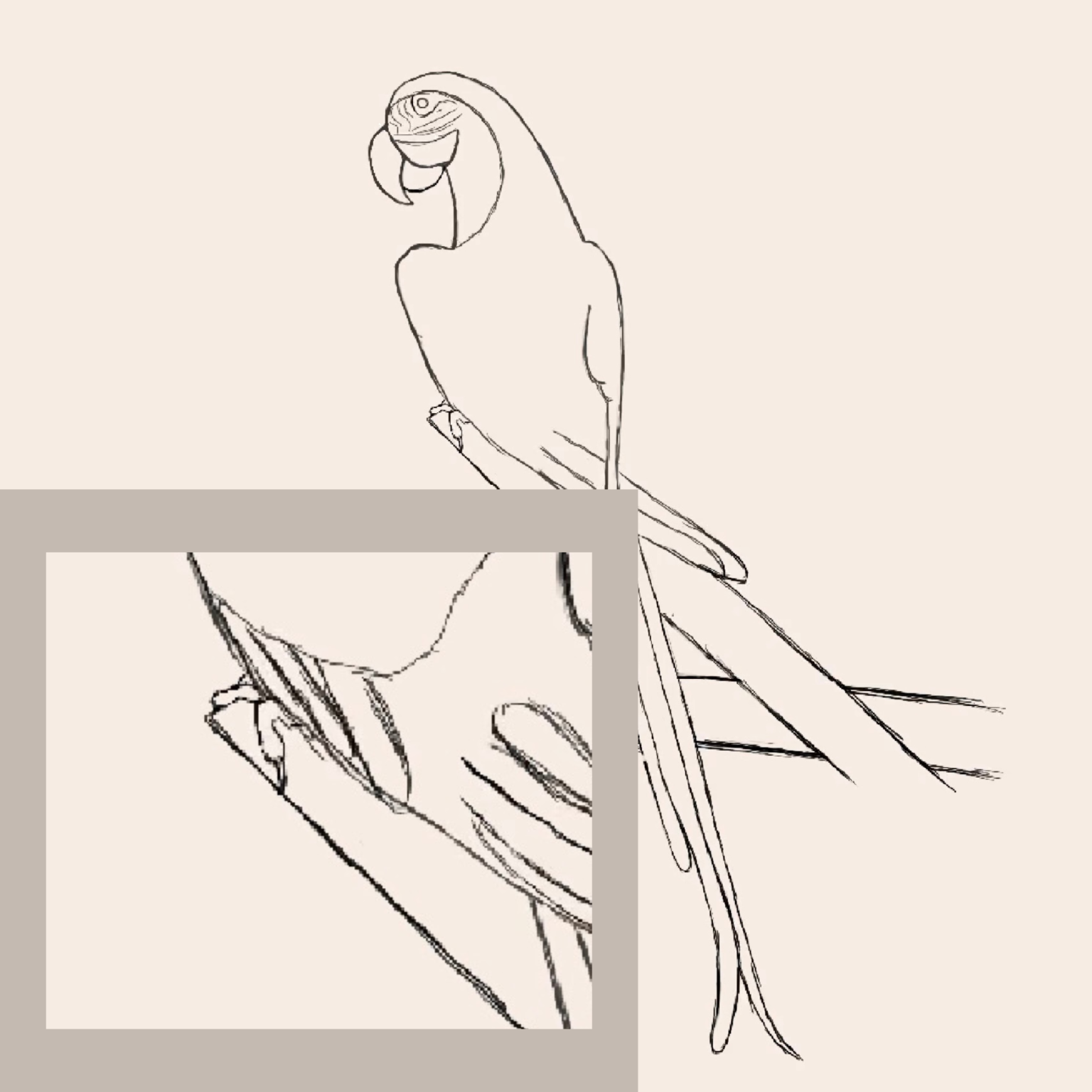 Parrot Sketch using Basic Drawing Shapes